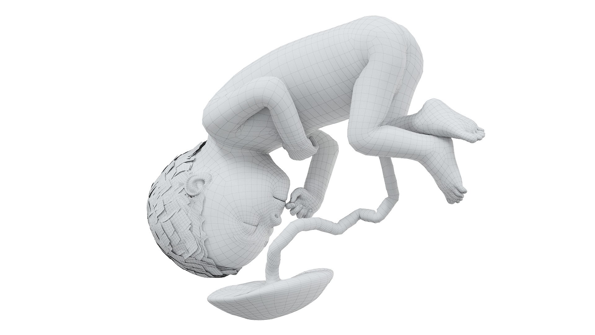 3D Fetus Anatomy Week 27 Static model - TurboSquid 1836213