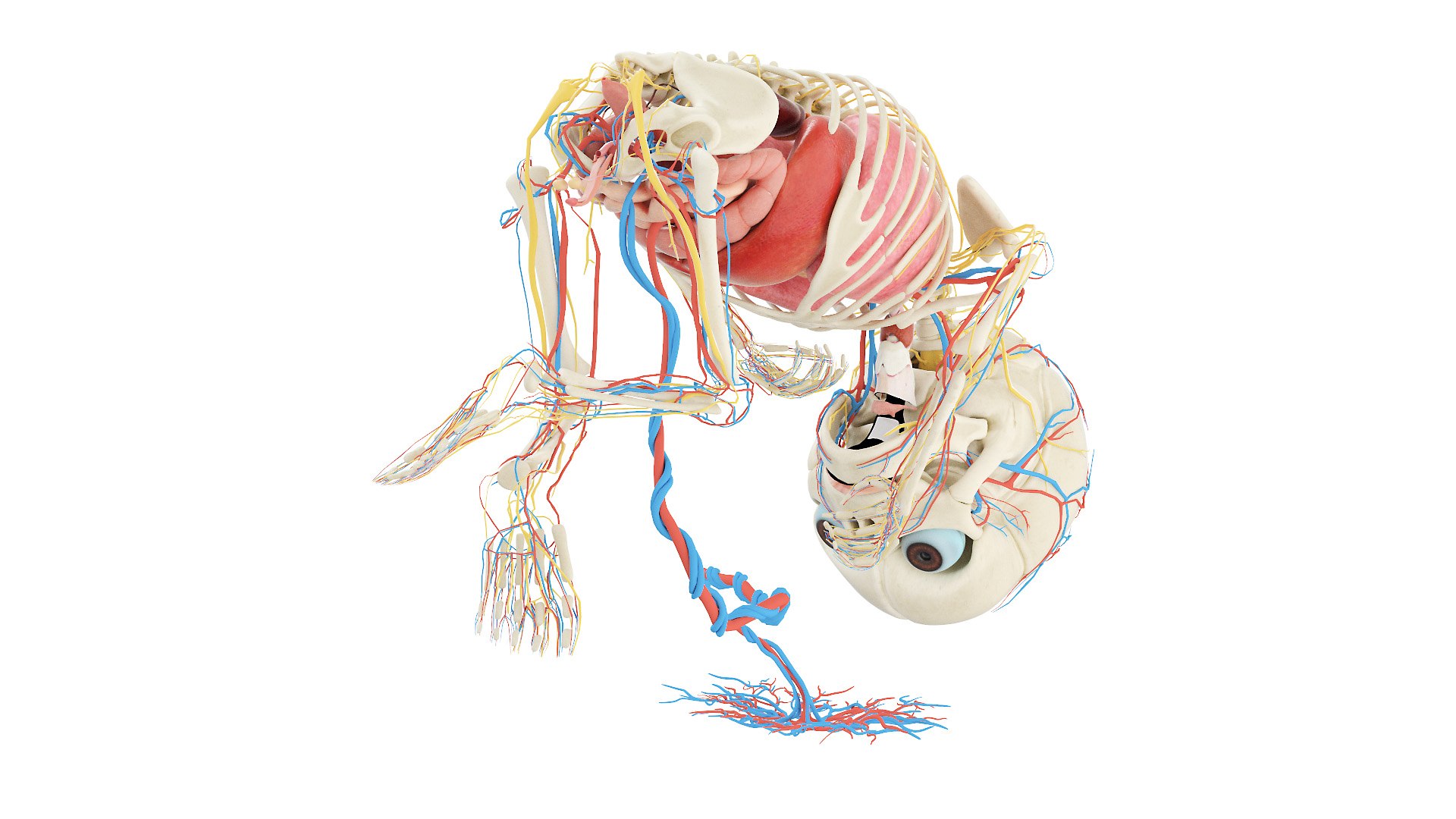 3D Fetus Anatomy Week 27 Static model - TurboSquid 1836213