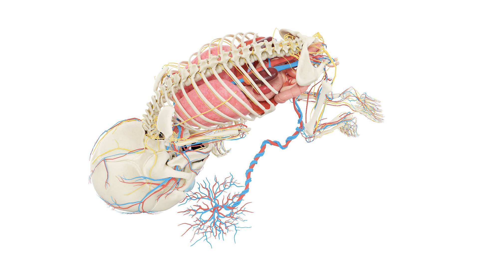 3D Fetus Anatomy Week 27 Static model - TurboSquid 1836213