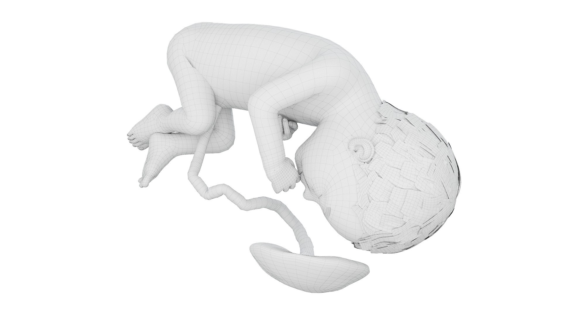 3D Fetus Anatomy Week 27 Static model - TurboSquid 1836213