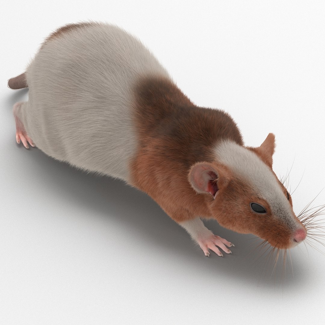3d model rat 3 pose