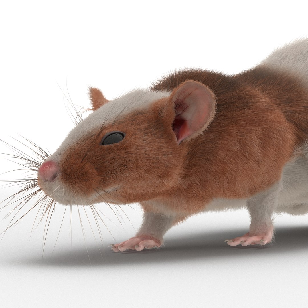 3d model rat 3 pose