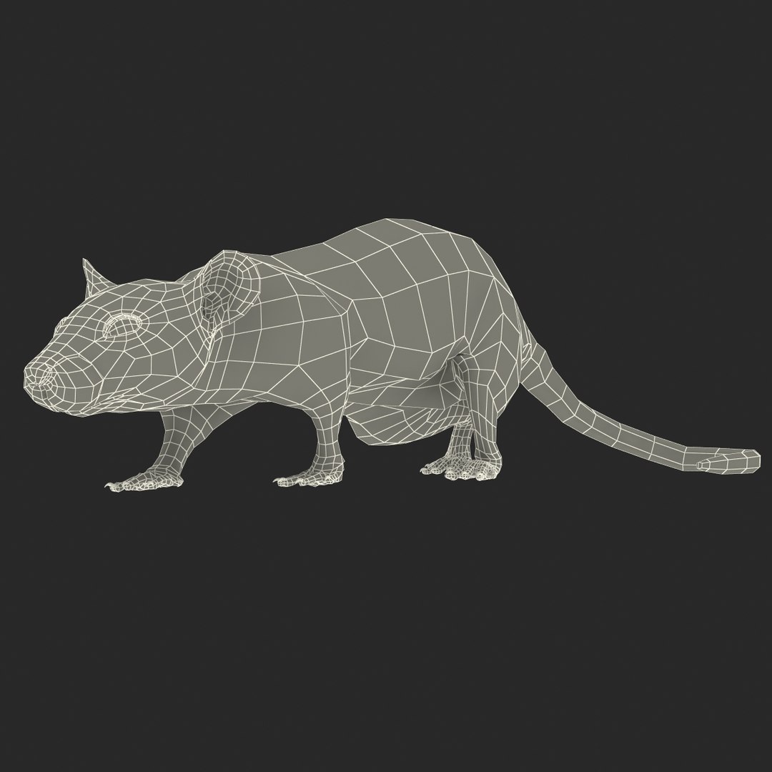 3d model rat 3 pose
