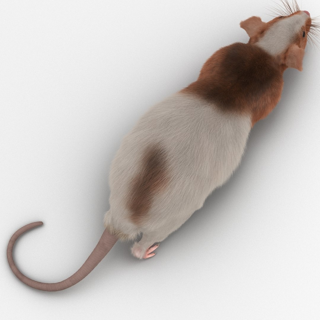 3d model rat 3 pose