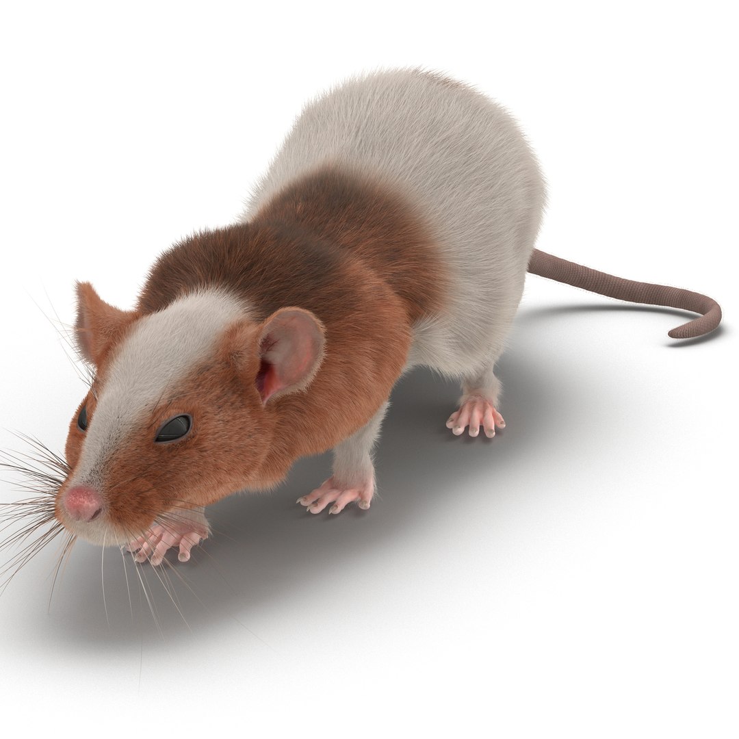 3d model rat 3 pose