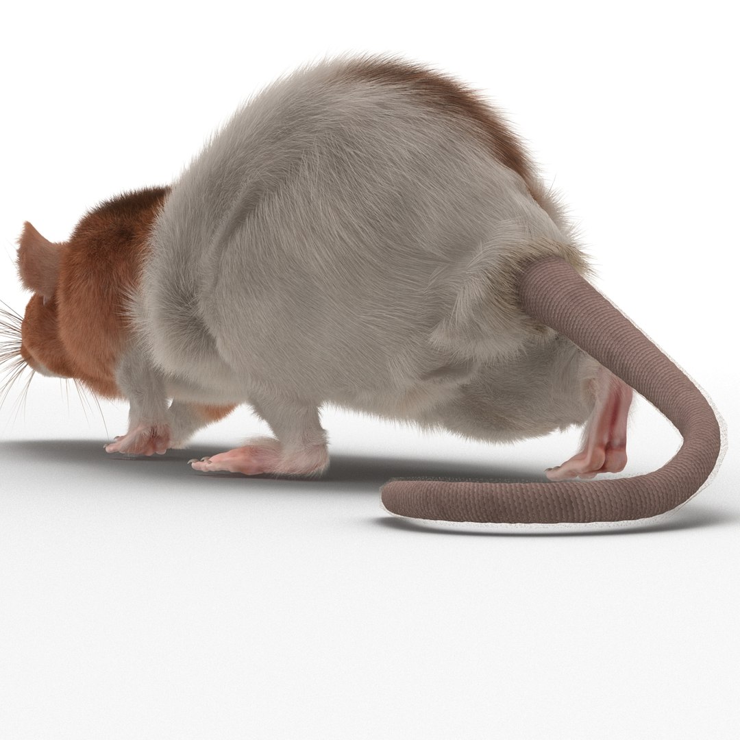 3d model rat 3 pose