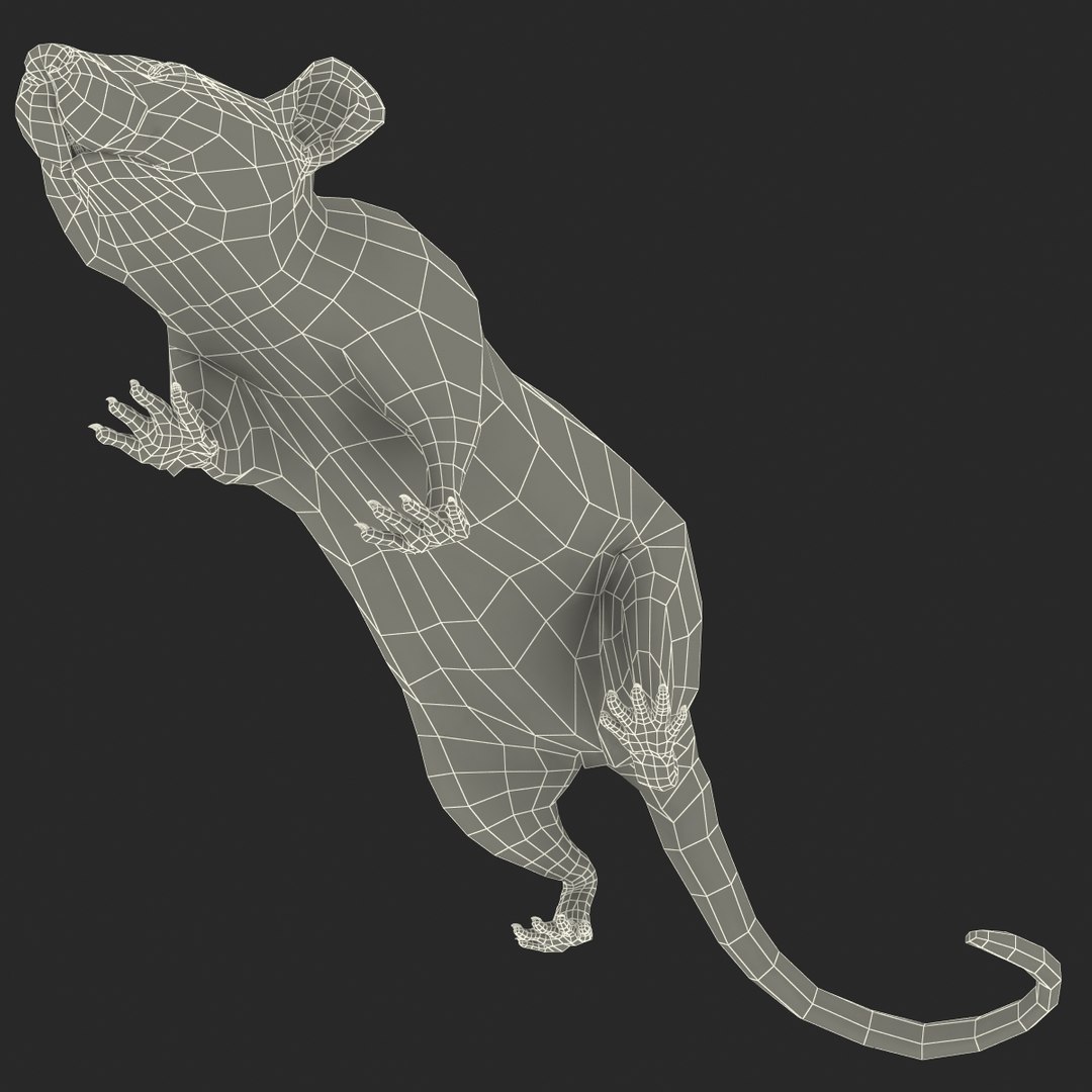 3d model rat 3 pose