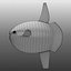 Sunfish Fish Ocean 3d Model