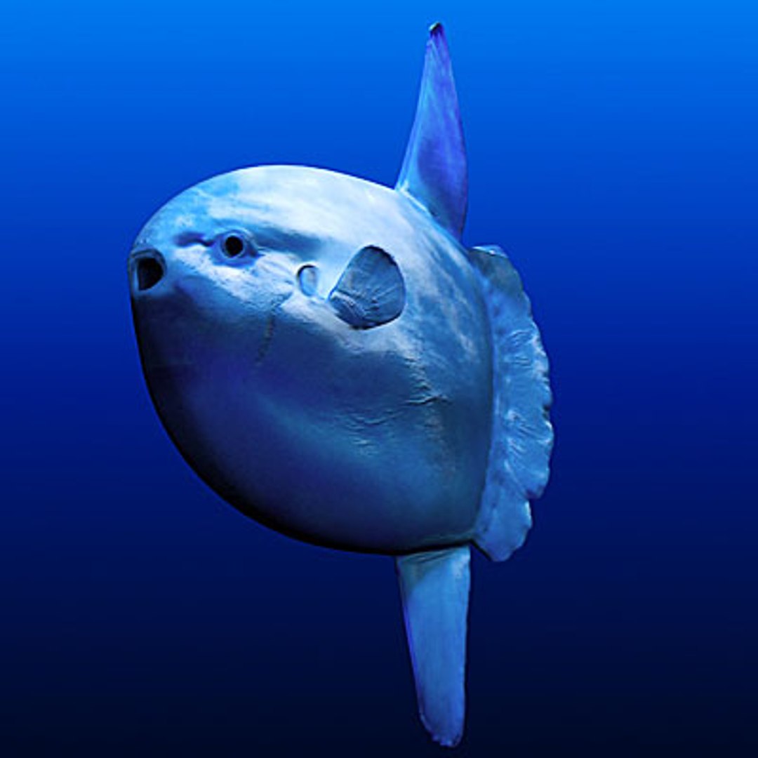 Sunfish Fish Ocean 3d Model