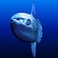 Sunfish Fish Ocean 3d Model