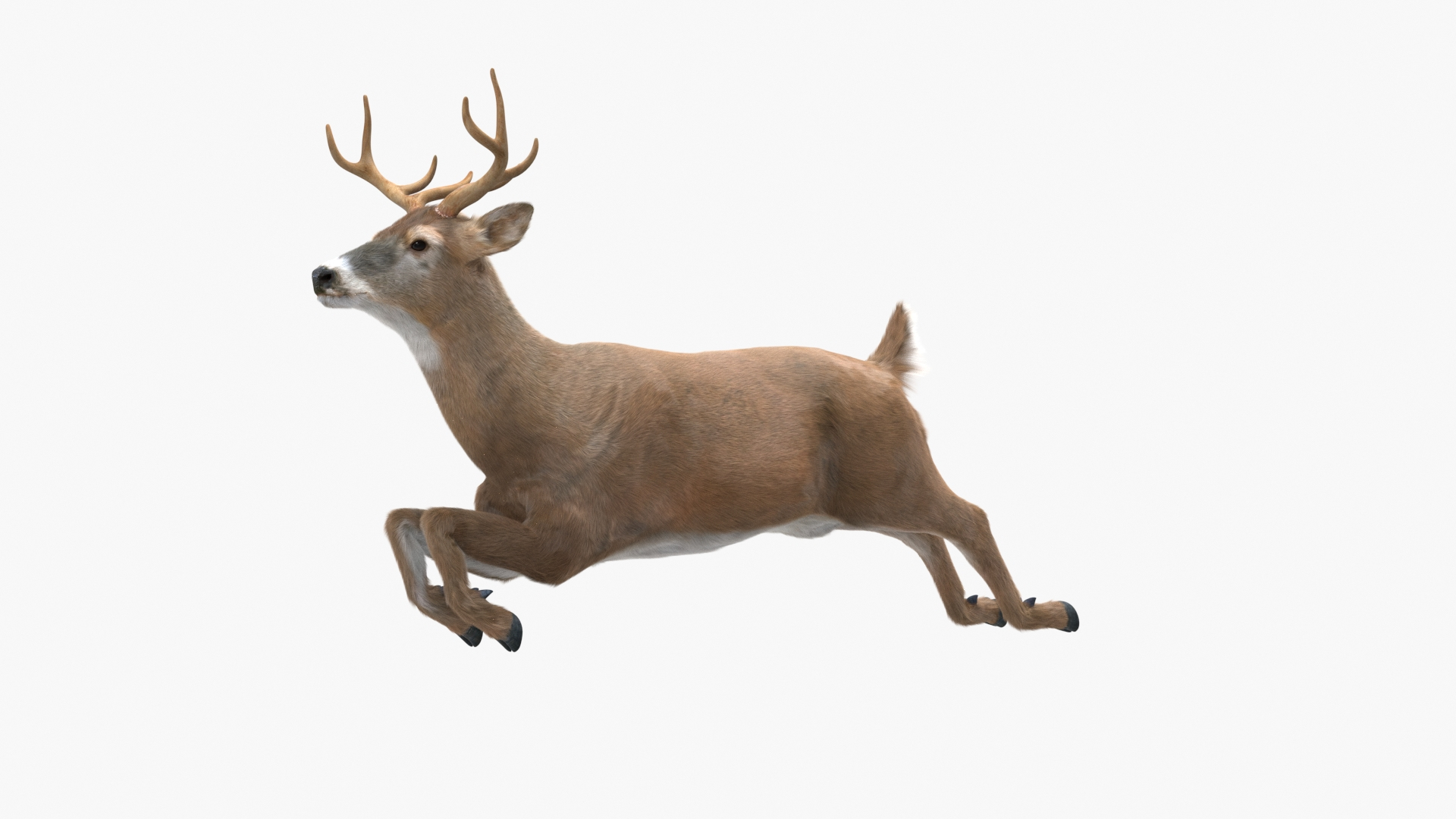 Whitetail Deer Running Pose Fur 3D Model - TurboSquid 2387449