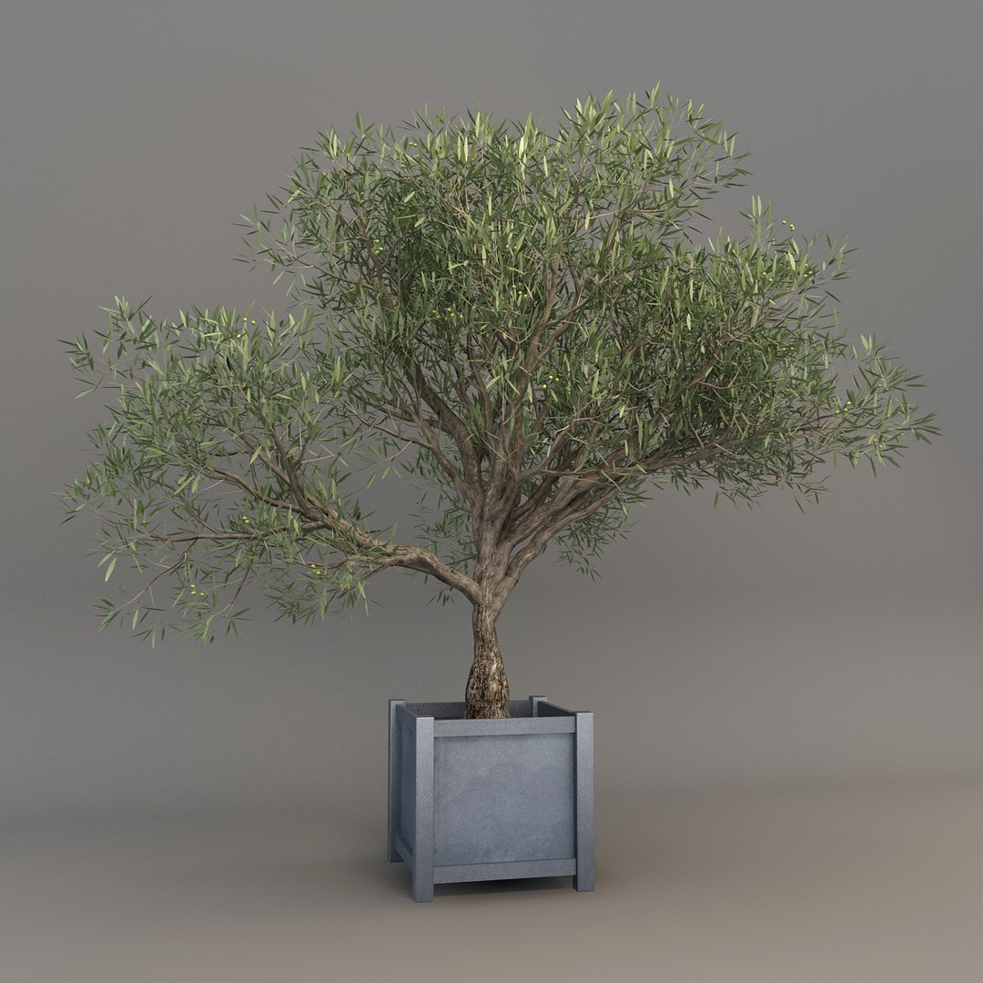 Olive Tree 3ds