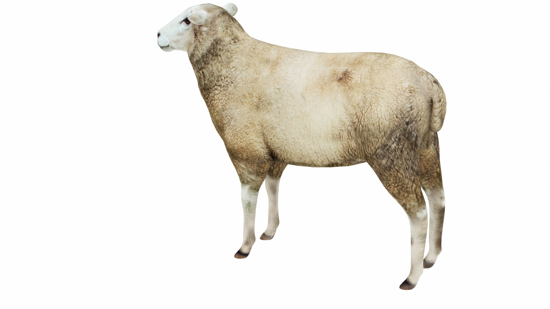 Sheep Collection 2 In 1 3D - TurboSquid 2343405
