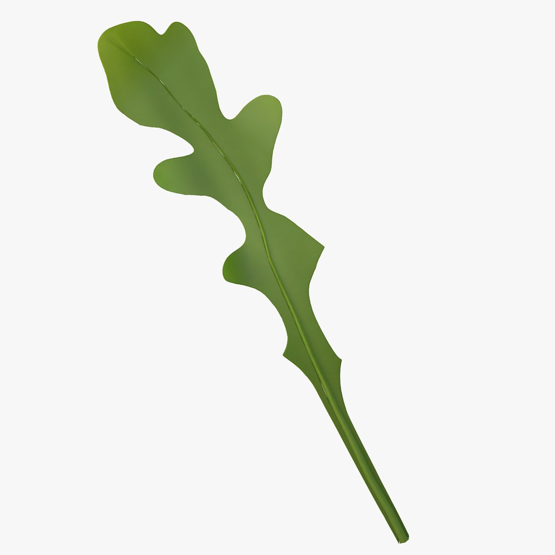 Arugula 3D Model - TurboSquid 1875033