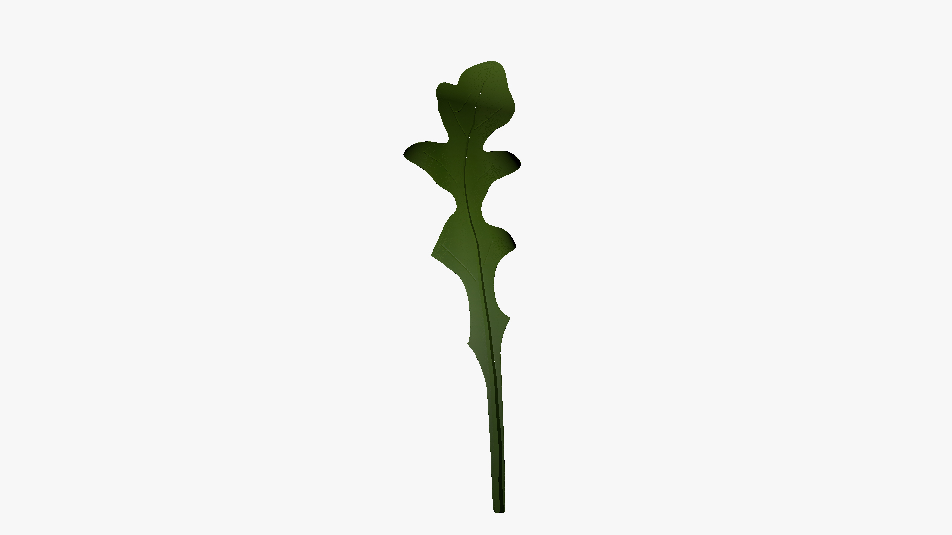 Arugula 3D Model - TurboSquid 1875033