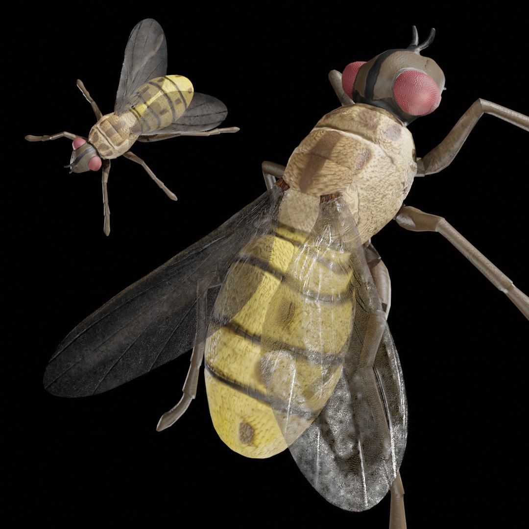 House Fly Rigged 3D Model - TurboSquid 1667408