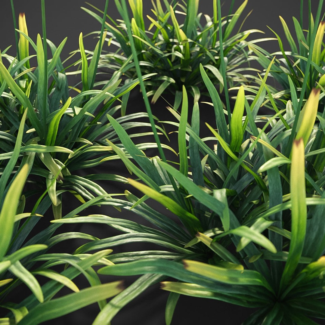 3D XfrogPlants Garden Flowers Pack 1 - TurboSquid 1719406