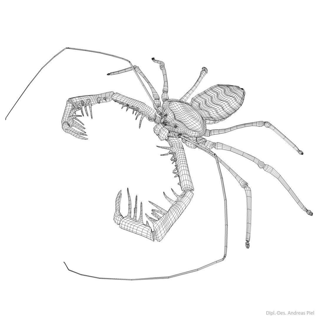 3d Realistic Tailless Whip Scorpion Model