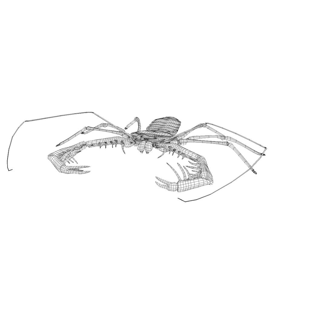 3d Realistic Tailless Whip Scorpion Model