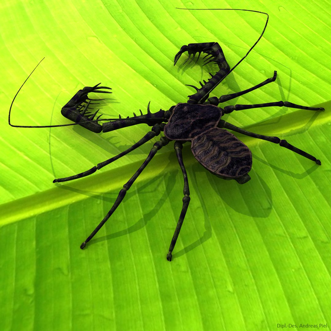 3d Realistic Tailless Whip Scorpion Model