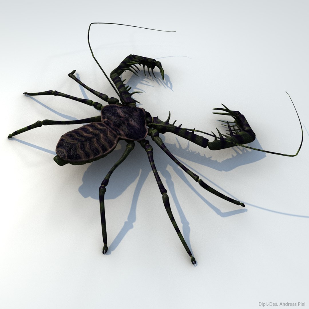 3d Realistic Tailless Whip Scorpion Model