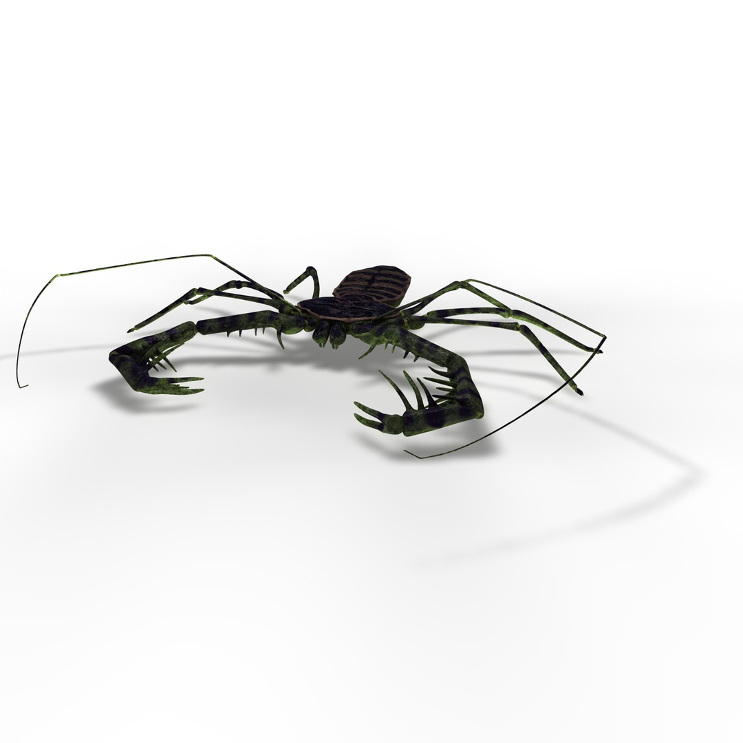 3d Realistic Tailless Whip Scorpion Model