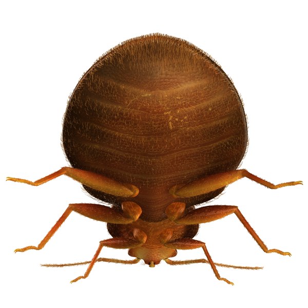 3d model of bed bug