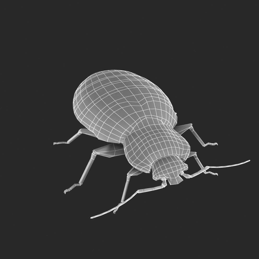3d Model Of Bed Bug