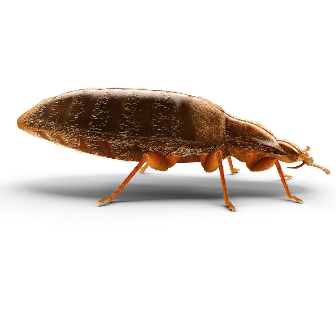 3d Model Of Bed Bug