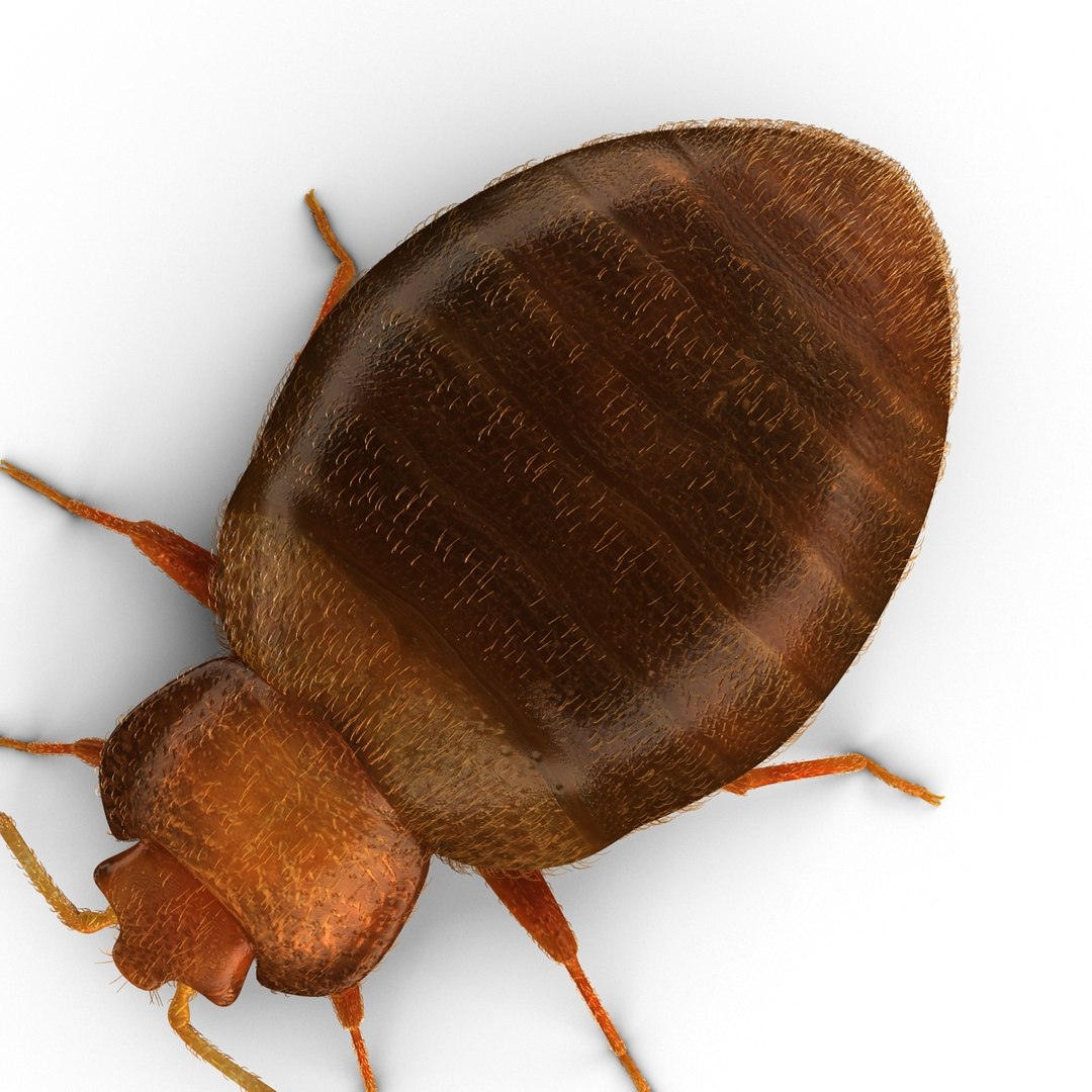 3d Model Of Bed Bug