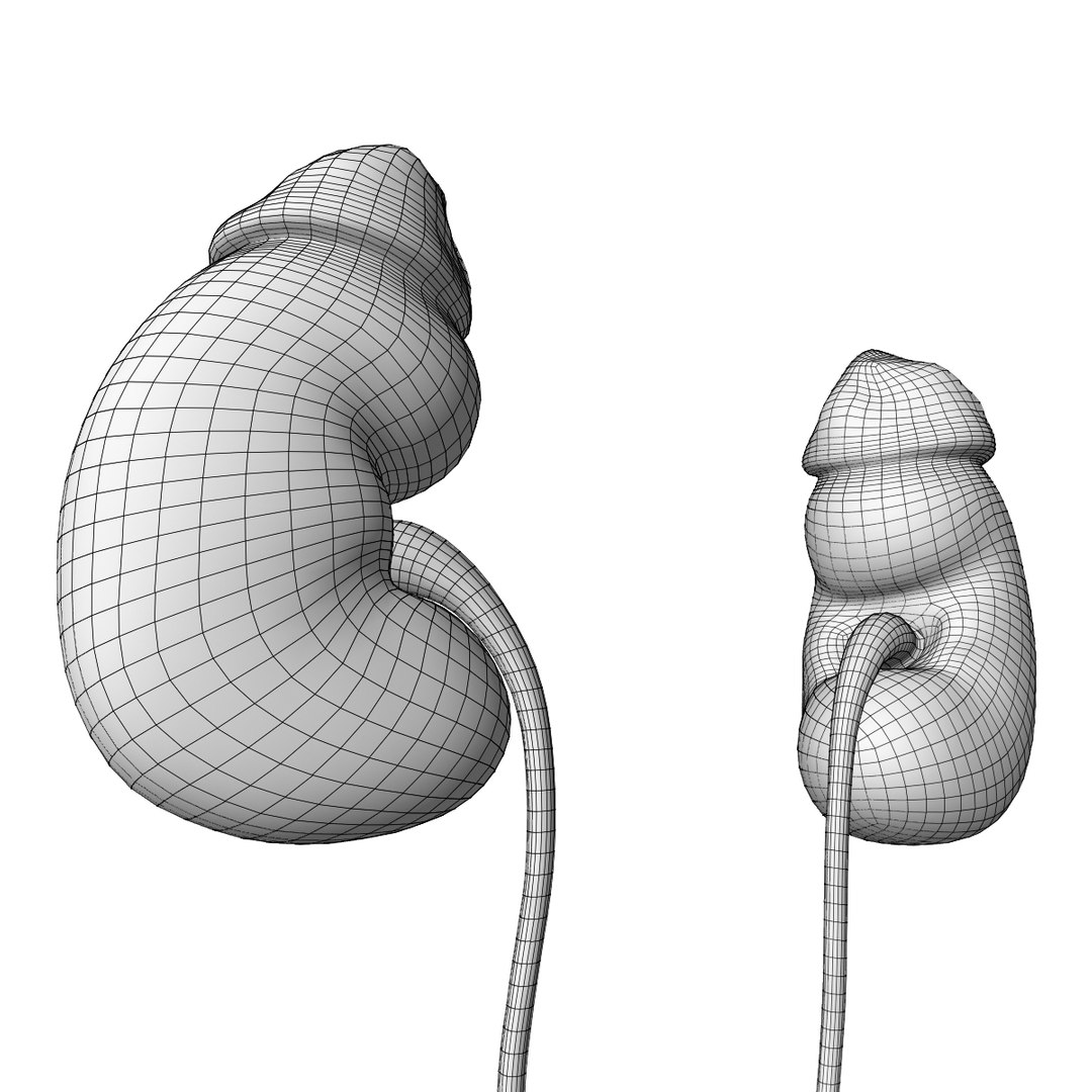 Male Reproductive Urinary Systems 3D Model - TurboSquid 1520244