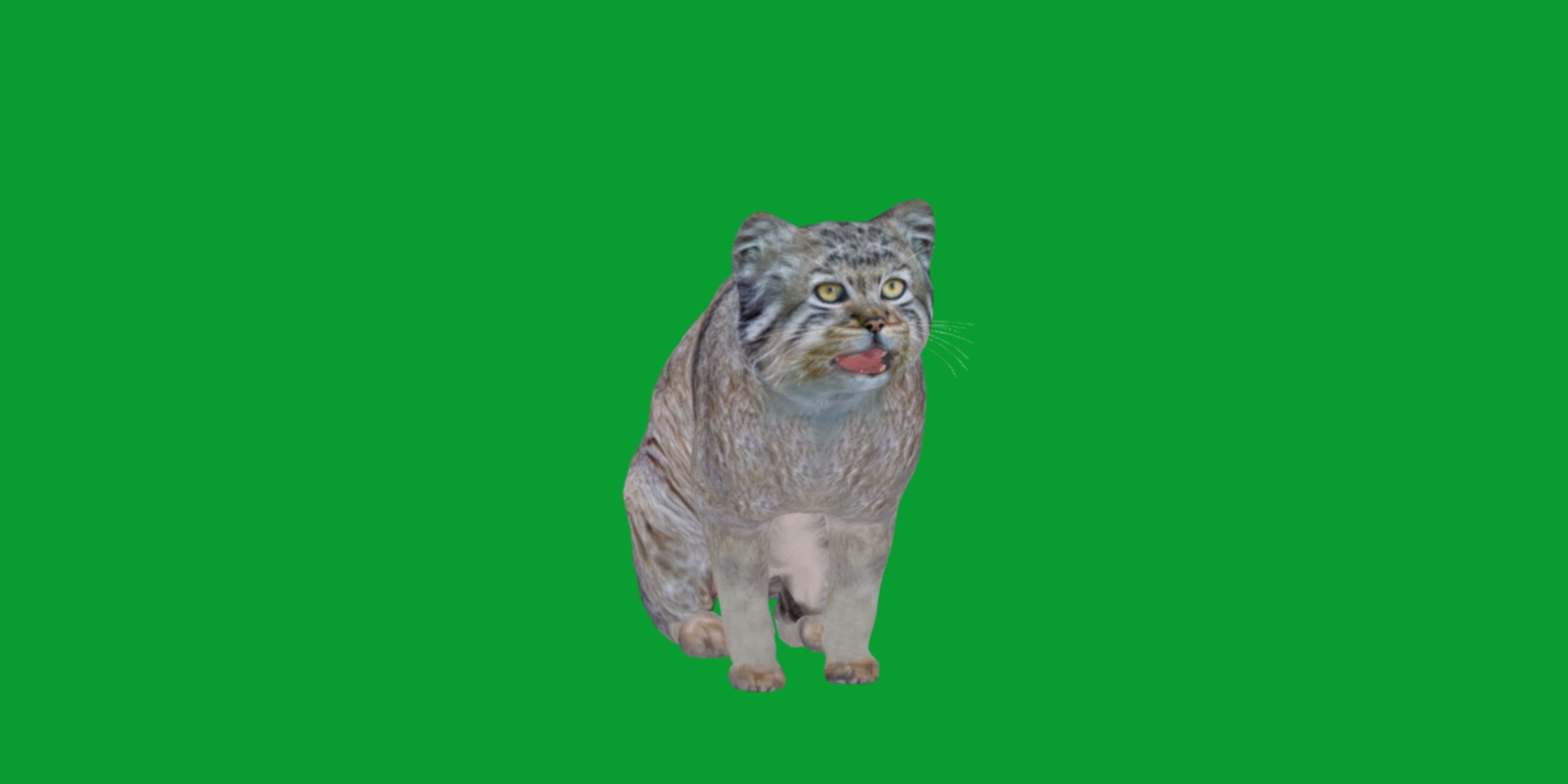Pallas Manul Cat Model - TurboSquid 2320956