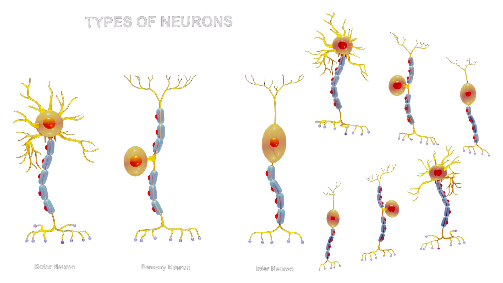 Types of Neurons 3D model - TurboSquid 2139339