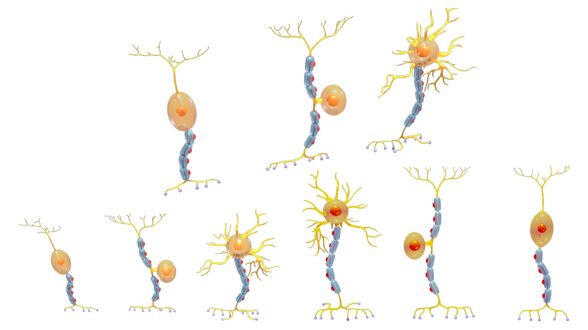Types of Neurons 3D model - TurboSquid 2139339