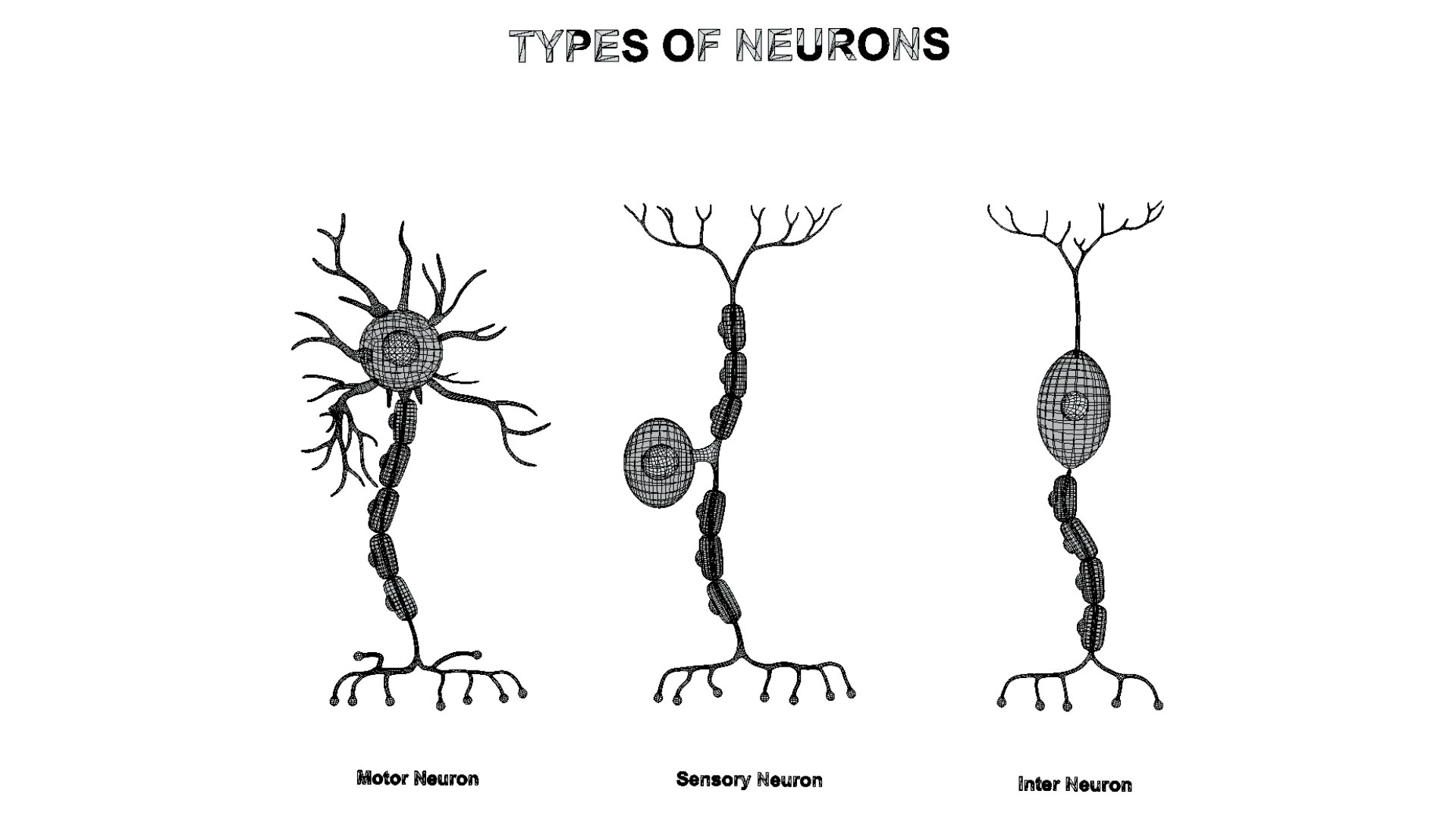 Types of Neurons 3D model - TurboSquid 2139339