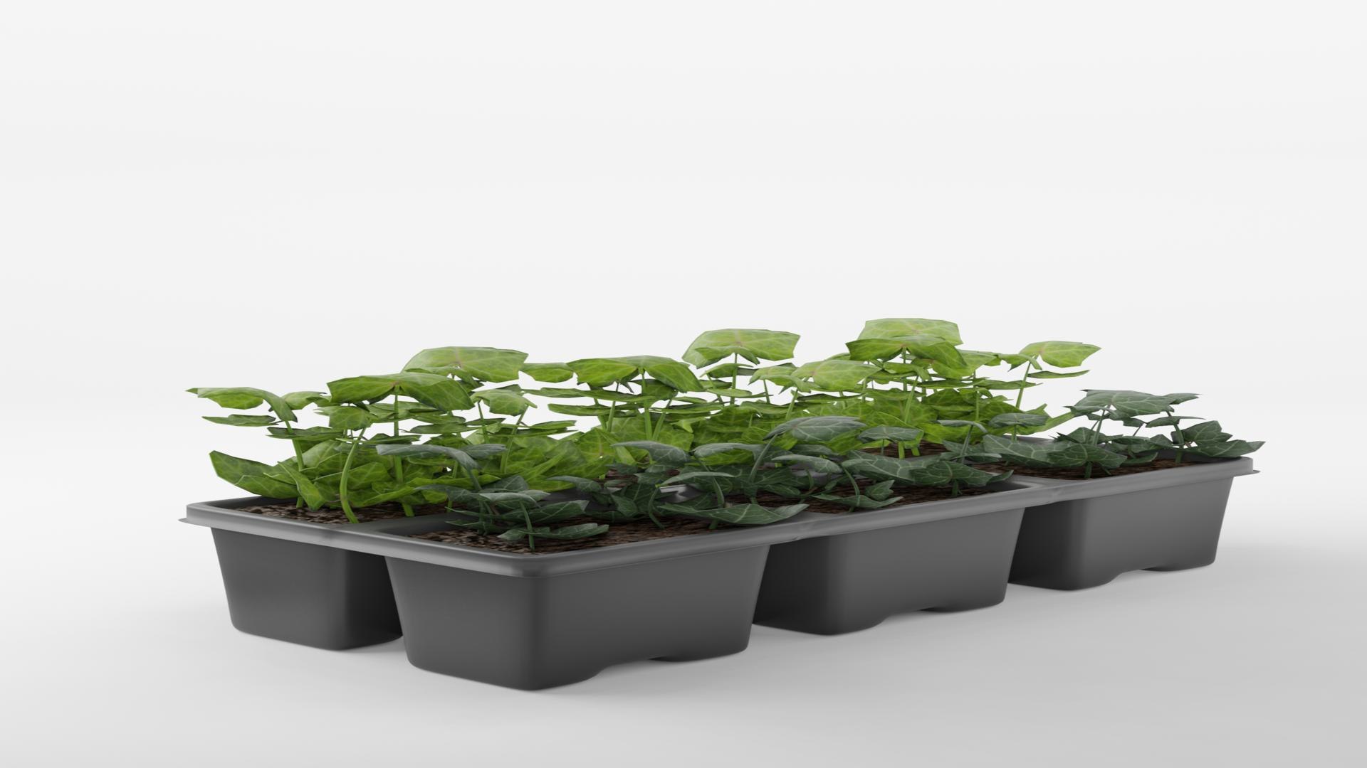 English Ivy 3D Model 3D Model - TurboSquid 2216793