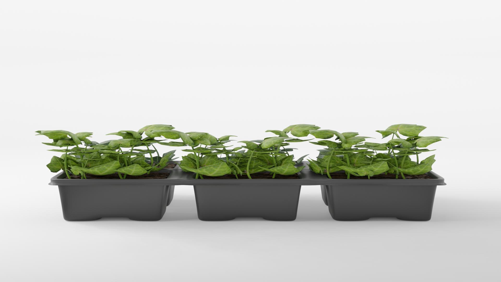 English Ivy 3D Model 3D Model - TurboSquid 2216793
