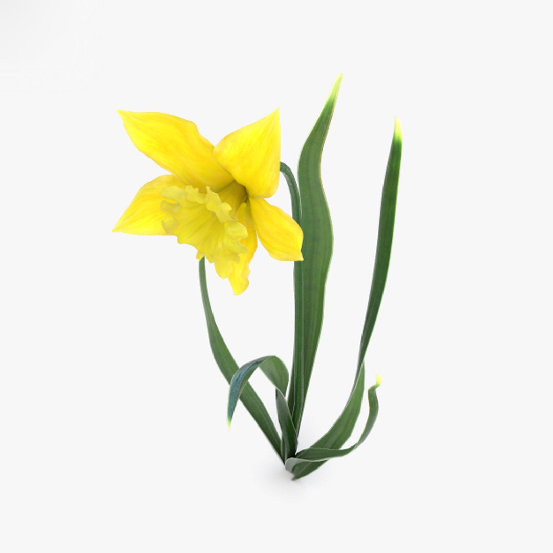Daffodil flowers plant model - TurboSquid 1413432