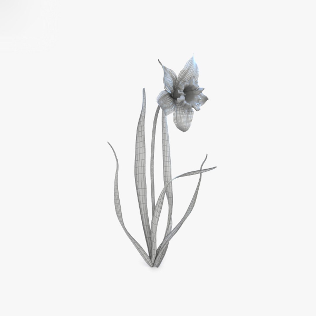 Daffodil flowers plant model - TurboSquid 1413432
