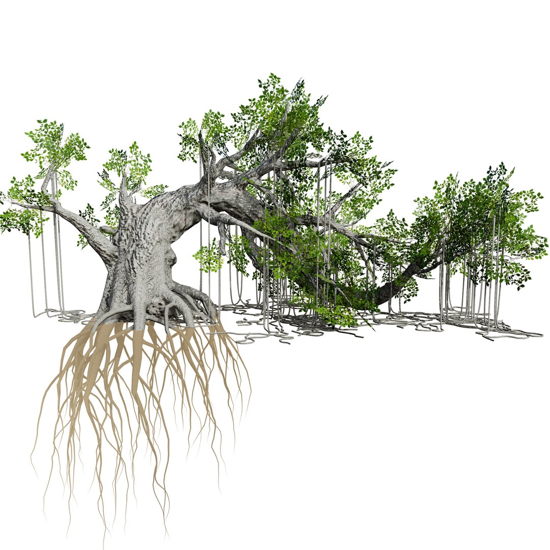 3D Realistic Jungle Tree Model - TurboSquid 2279192