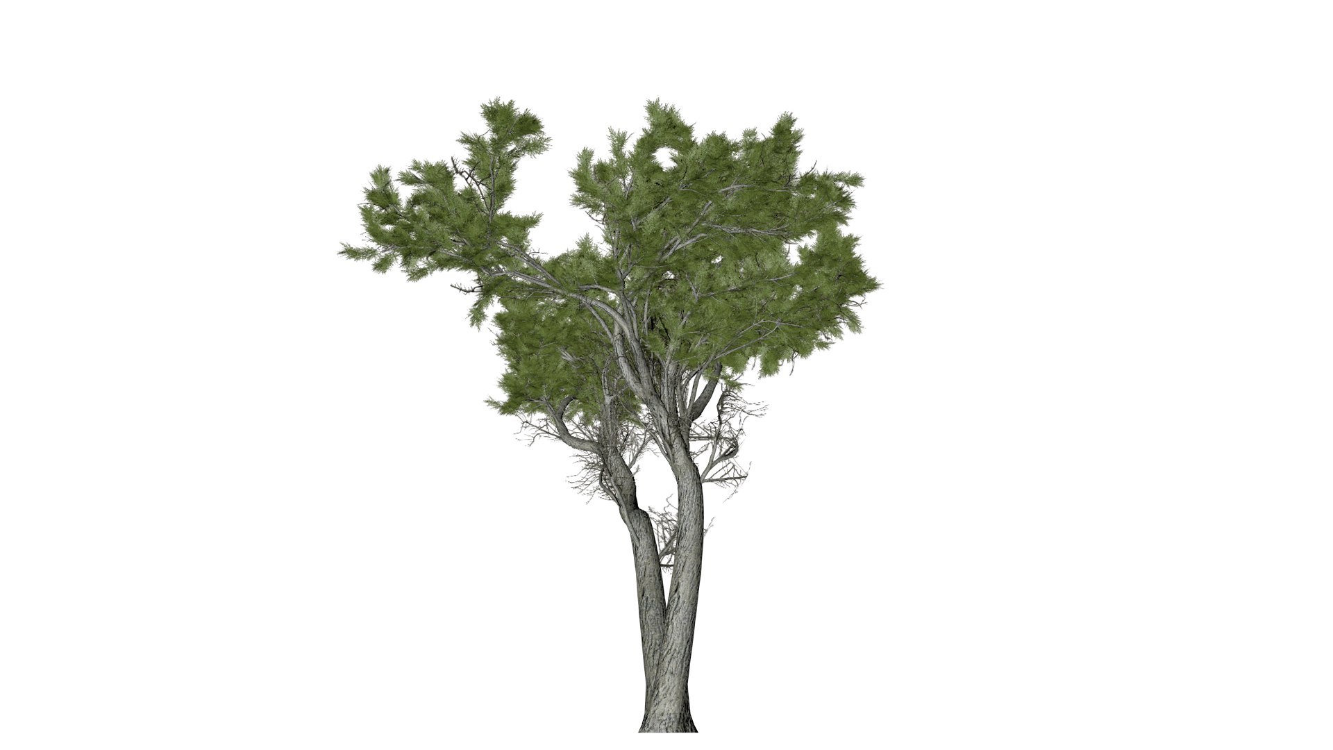 3D Monterey Cypress Tree - 02 - - TurboSquid 2373733