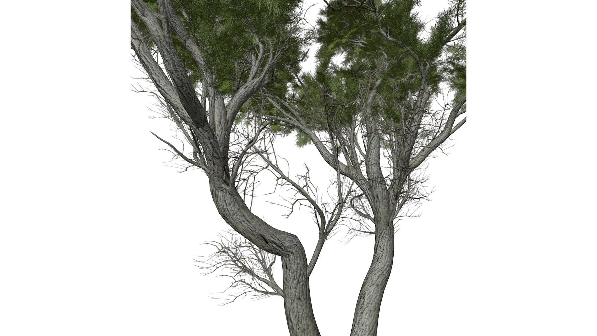 3D Monterey Cypress Tree - 02 - - TurboSquid 2373733
