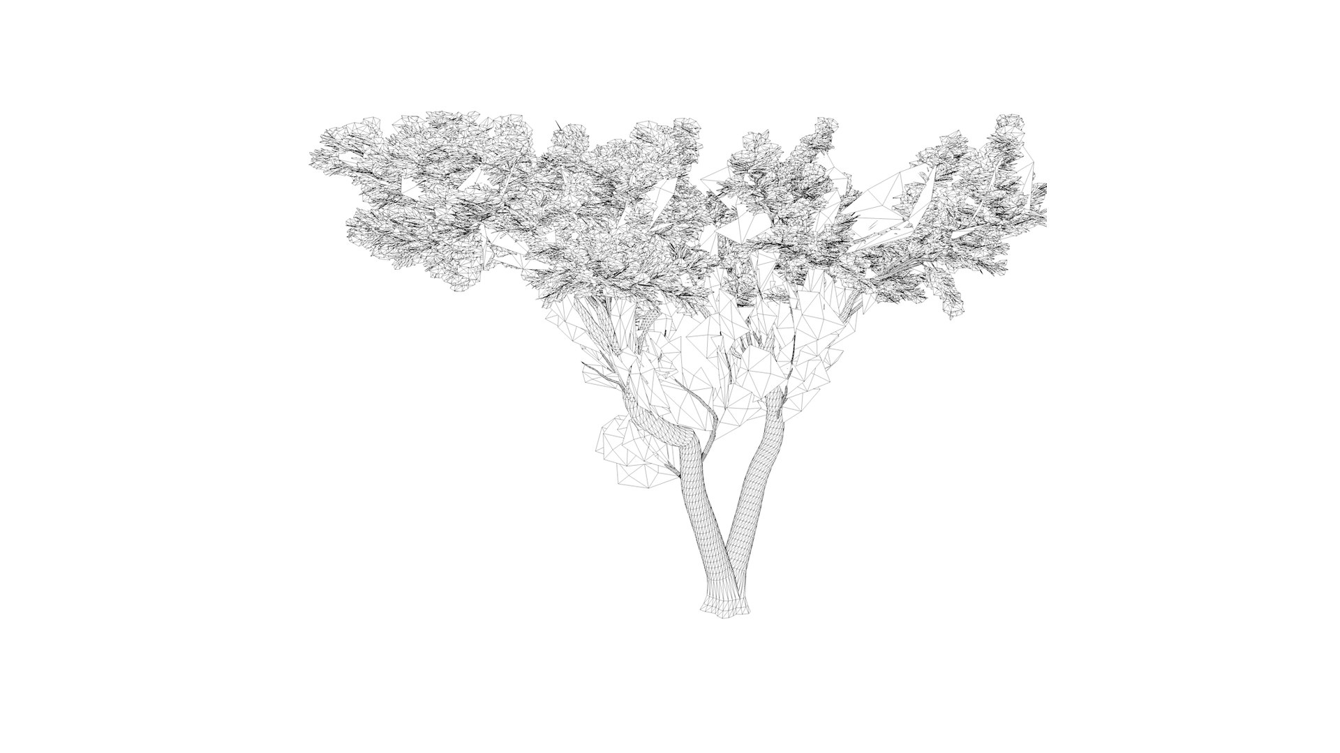 3D Monterey Cypress Tree - 02 - - TurboSquid 2373733