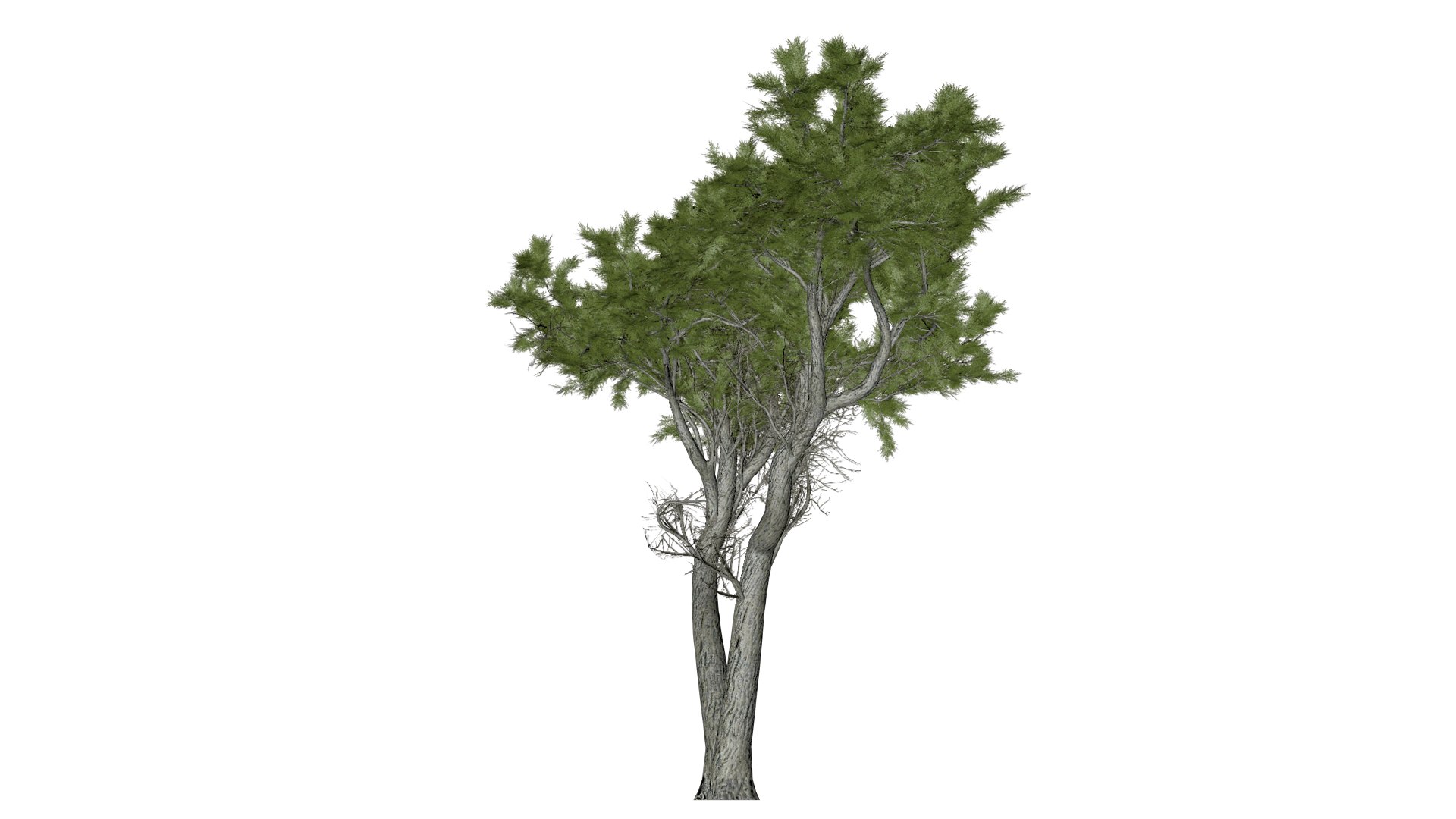 3D Monterey Cypress Tree - 02 - - TurboSquid 2373733