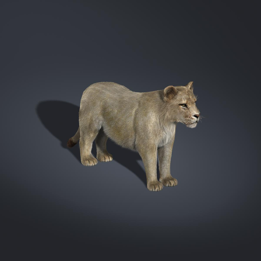 3d Lioness Fur
