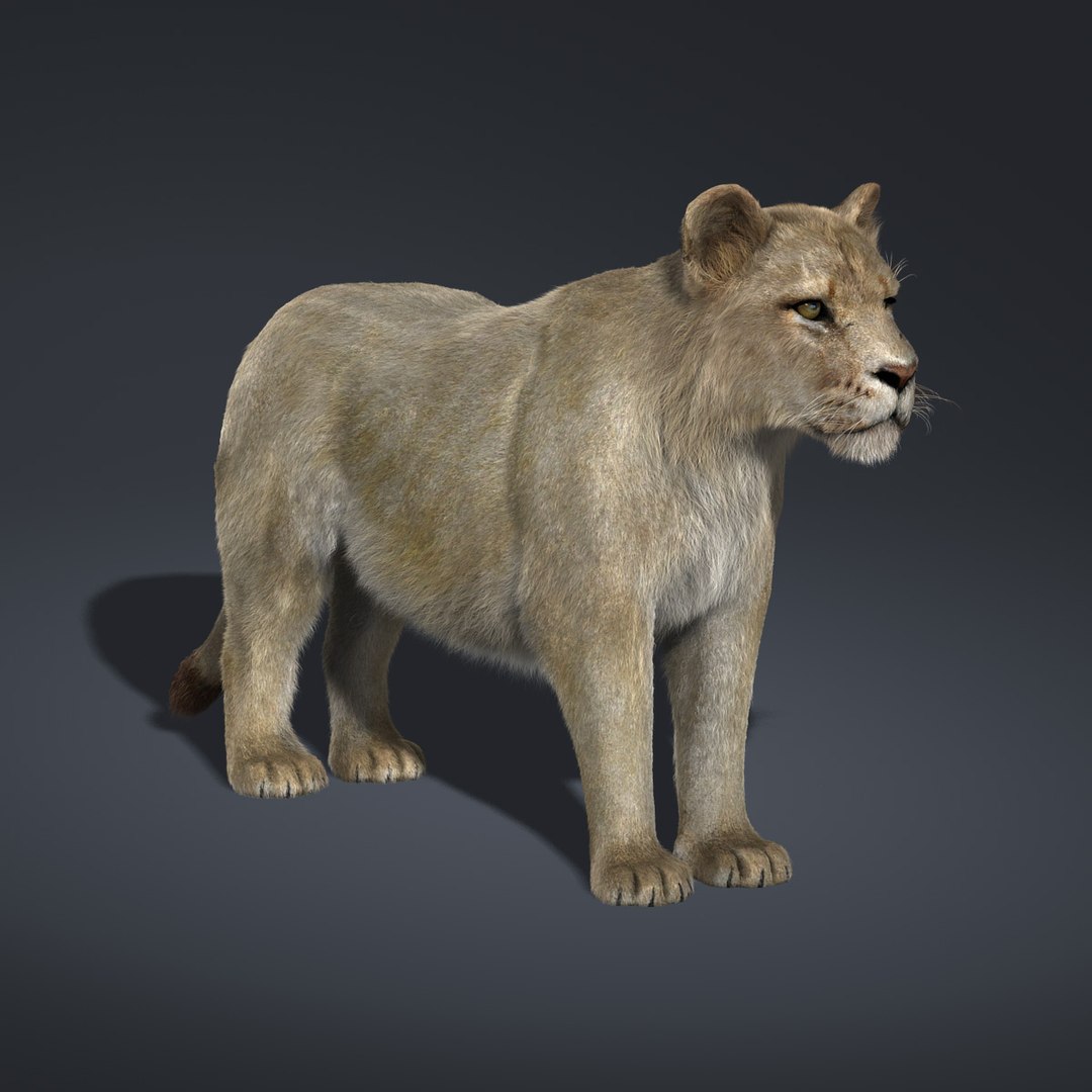 3d Lioness Fur