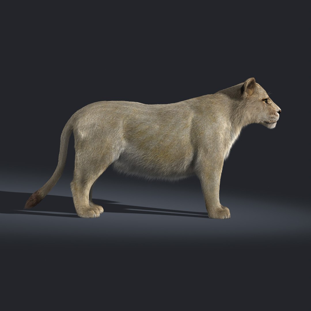 3d Lioness Fur