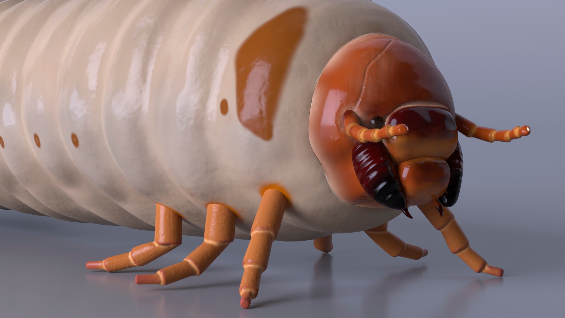 3D Maggot May Bug model - TurboSquid 2164229