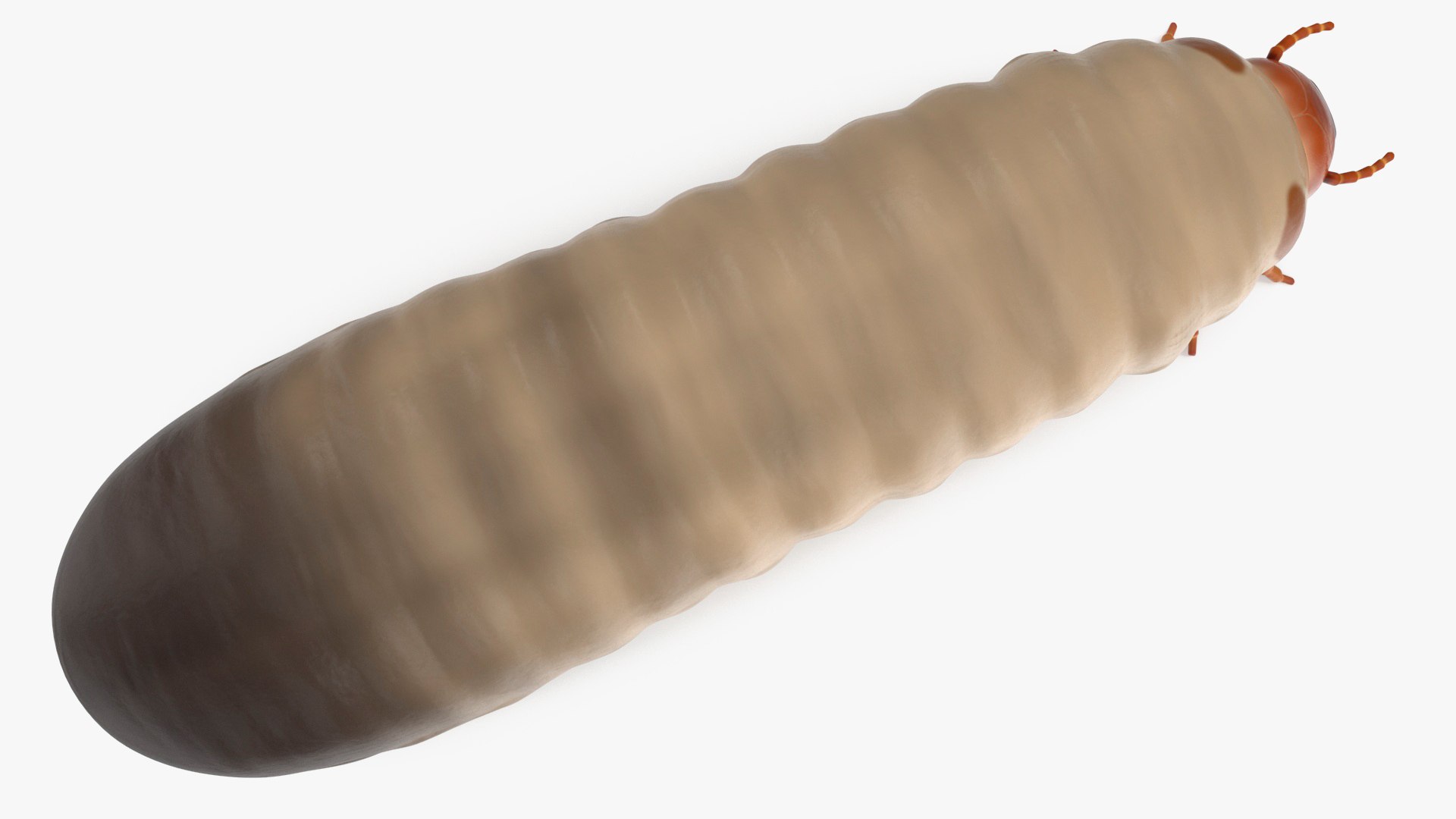 3D Maggot May Bug model - TurboSquid 2164229