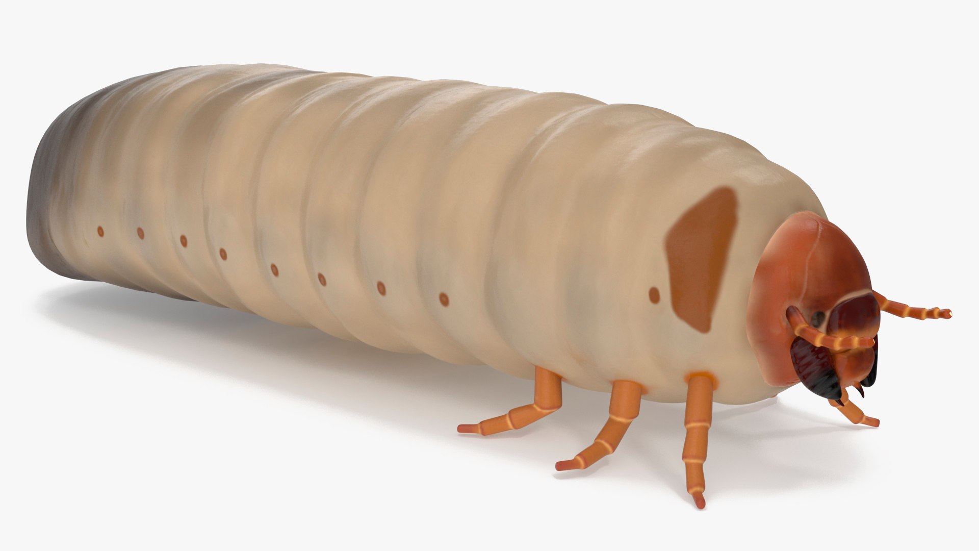 3D Maggot May Bug model - TurboSquid 2164229